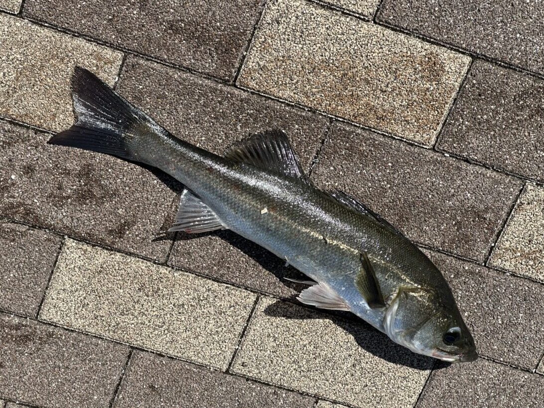 NLW エリー 115MDのちょインプレ | momo+FiSHING